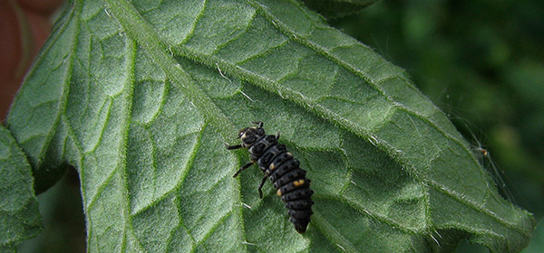 CREB® | The Good, The Bad and The Bugly