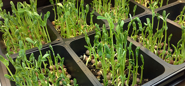 CREB® | Grow Micro-Greens Indoors